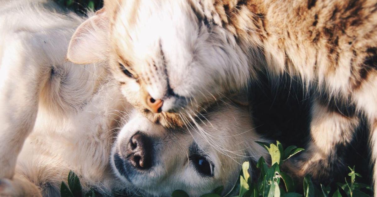 Accueil - Animals Serenity